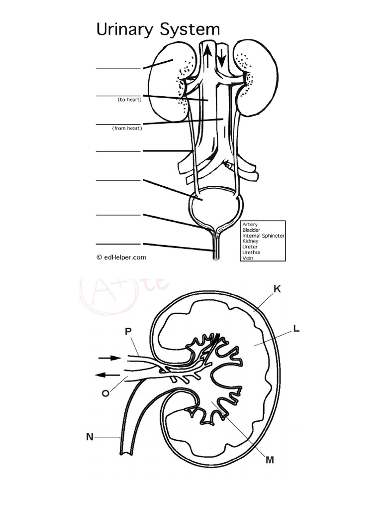 Kidney Labelling | PDF