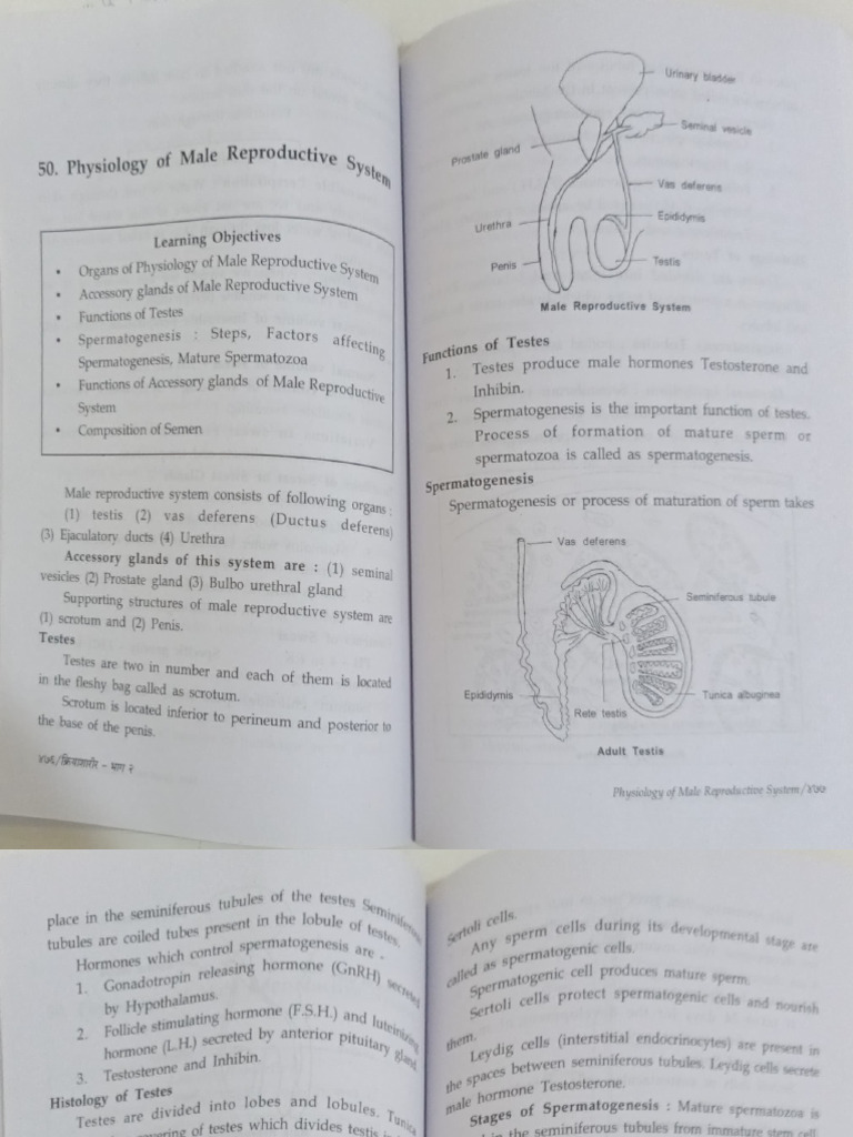 Male Reproductive System | PDF