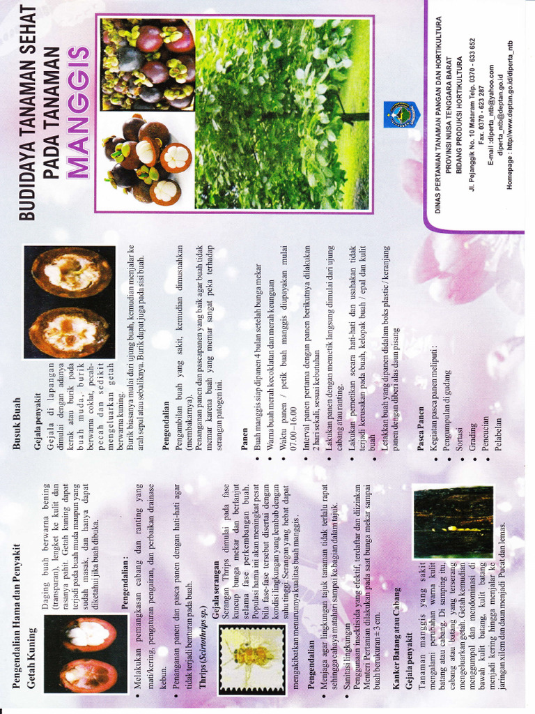 leaflet_manggis | PDF