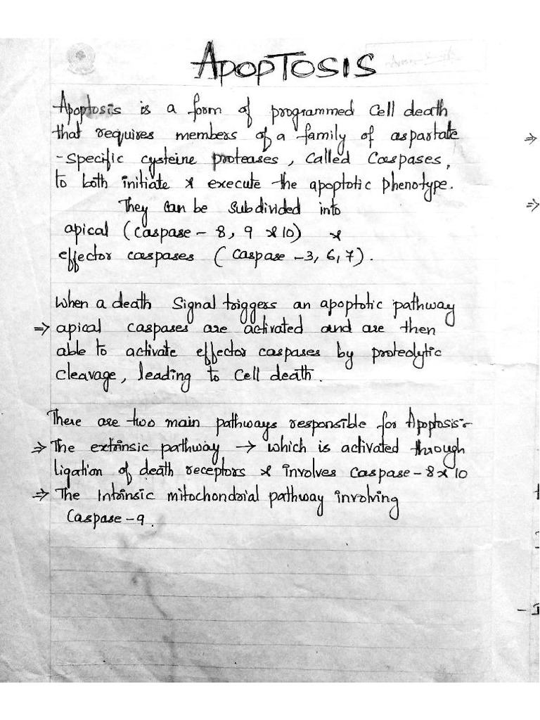 Apoptosis Mechanism Written Notes | PDF