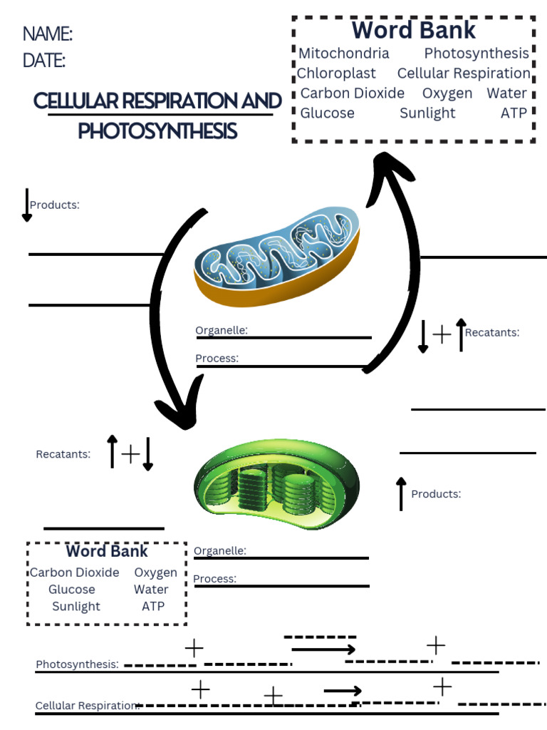 Cellular Respiration and Photosynthesis: Name: Date | PDF