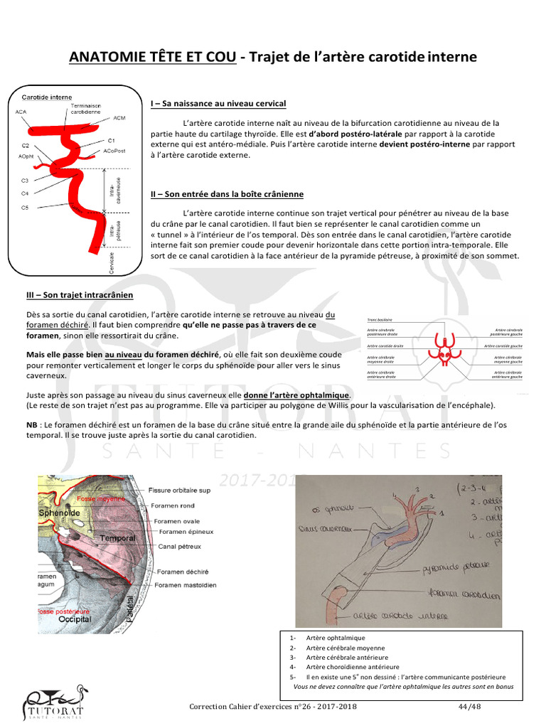 Anatomie TC Trajet Artere Carotide Interne | PDF