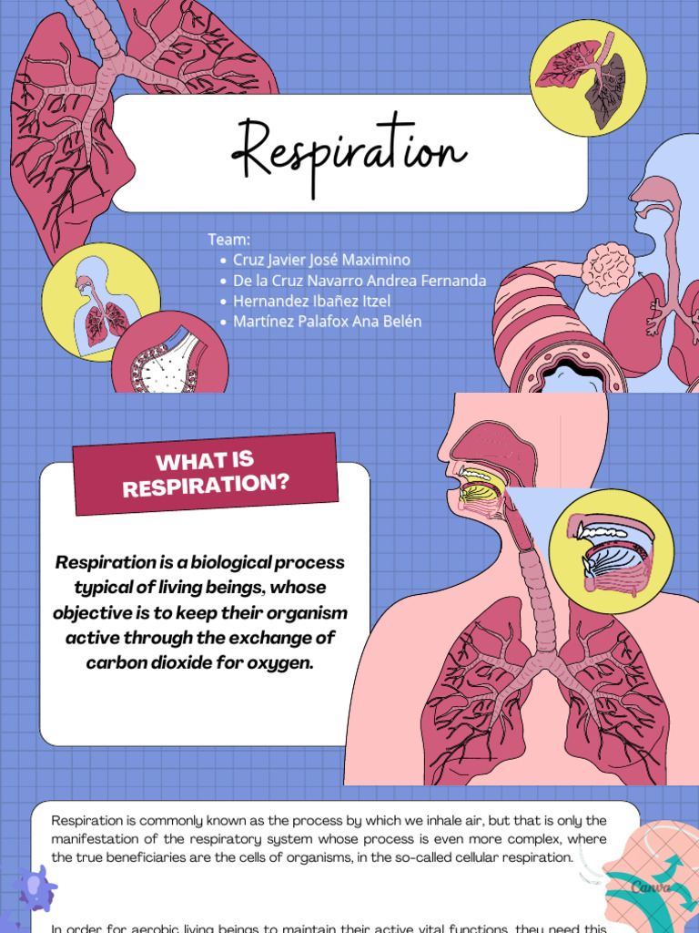 The Respiratory System Educational Quiz Presentation in Blue, Yellow ...