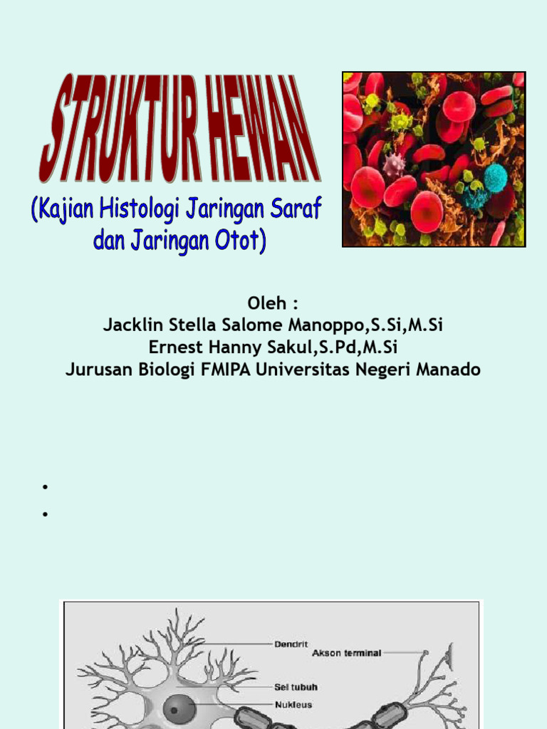 4 - Struktur Hewan Jaringan Saraf | PDF