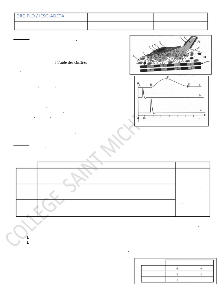 SVT Tle D | PDF