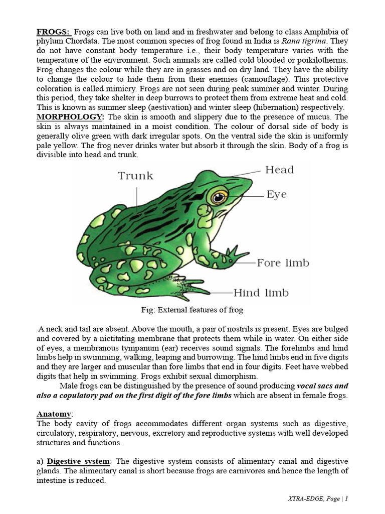 Frog Project Report-2024 | PDF