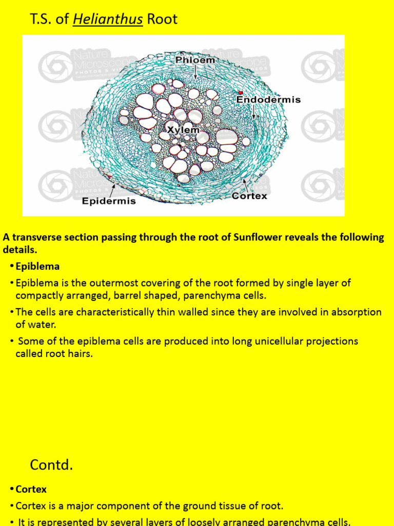 Helianthus Root | PDF