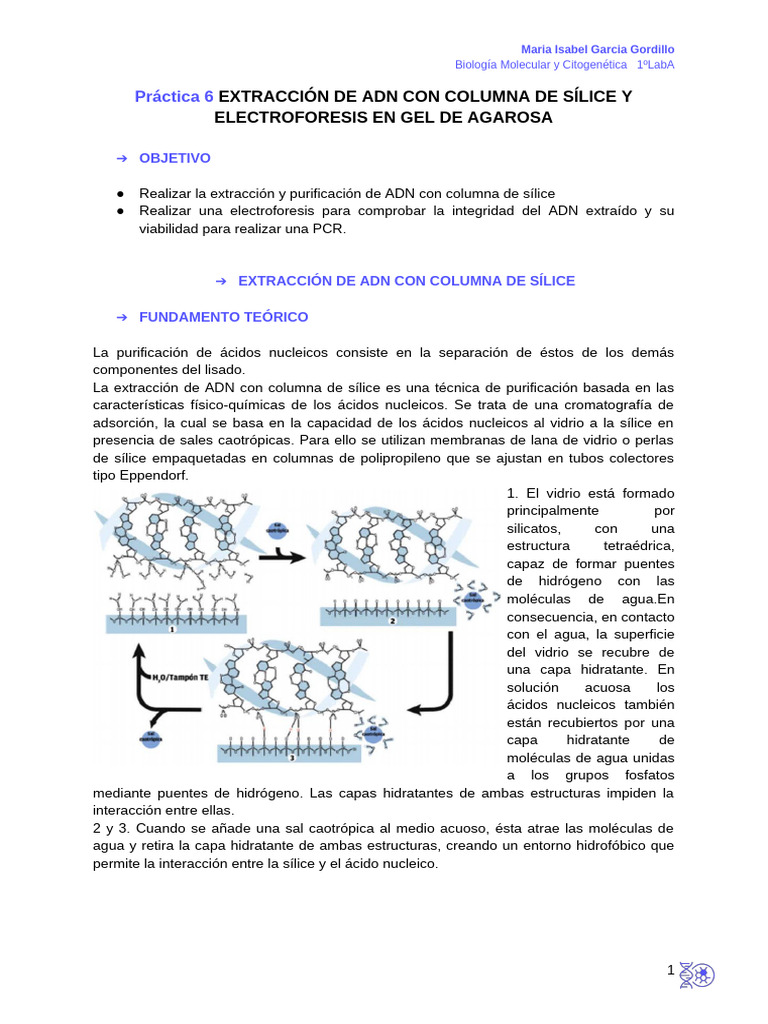 Práctica 6 EXTRACCIÓN DE ADN CON COLUMNA DE SÍLICE | PDF
