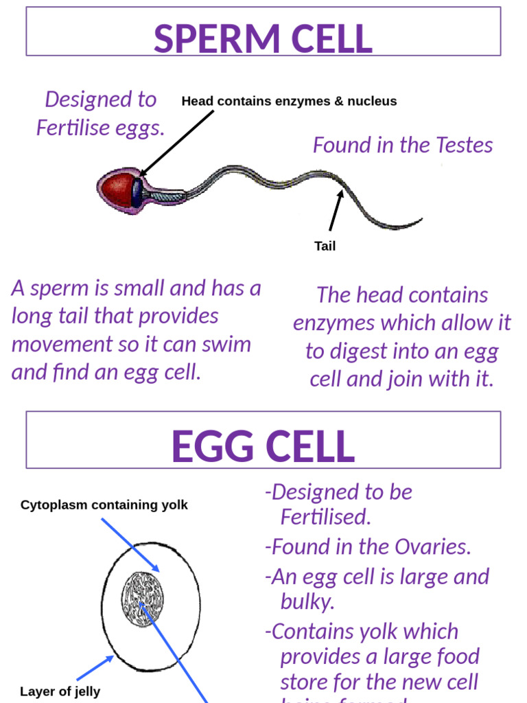 Specialised Cell Fact sheets | PDF