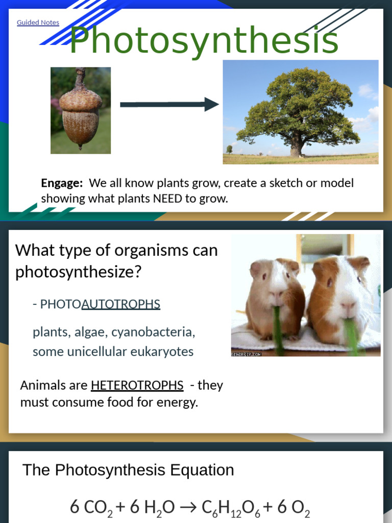 01 Photosynthesis | PDF