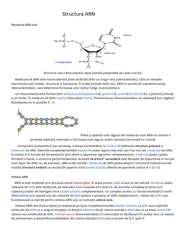 Structura ARN-ului | PDF