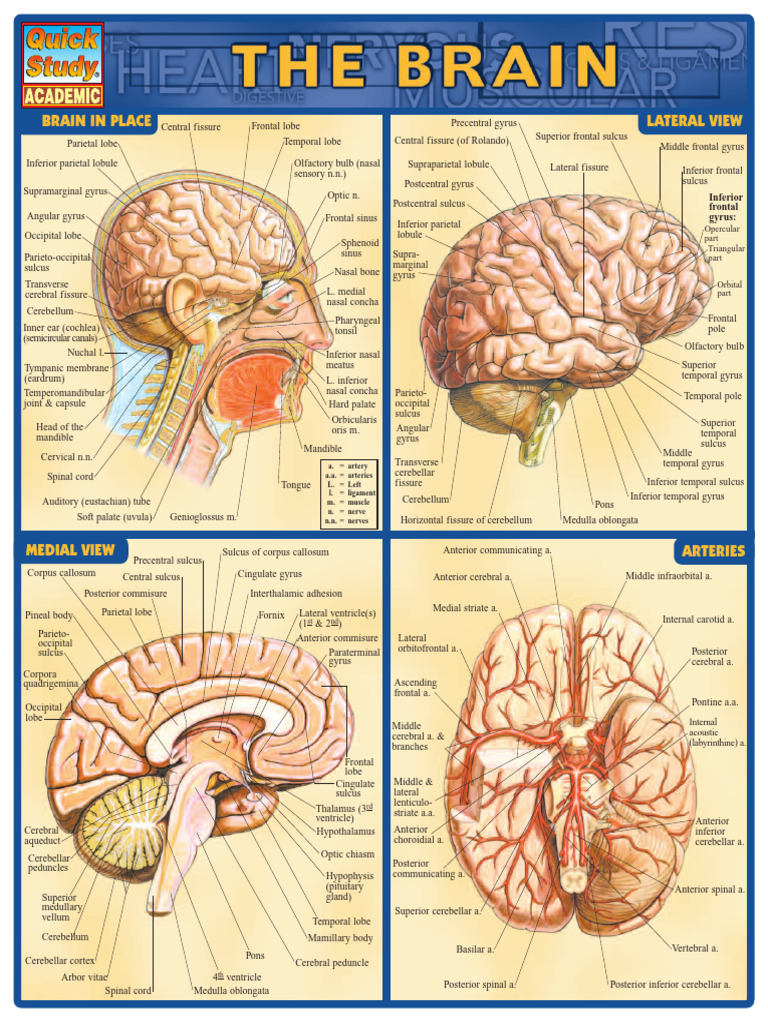 8.Brain | PDF
