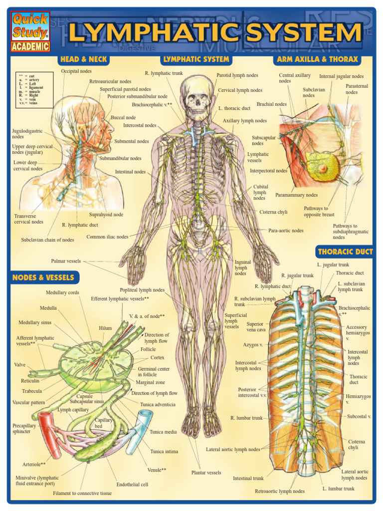 10.lymphatic System | PDF