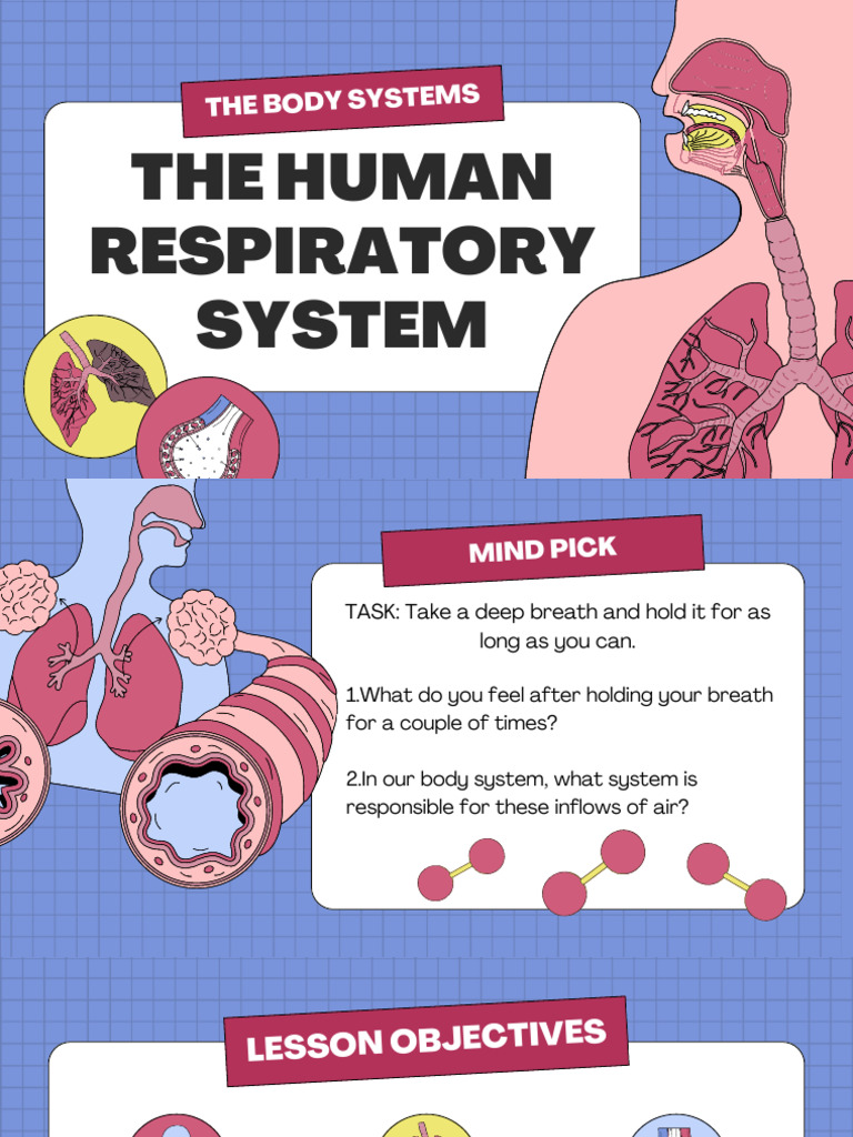 The Human Respiratory System - Class | PDF