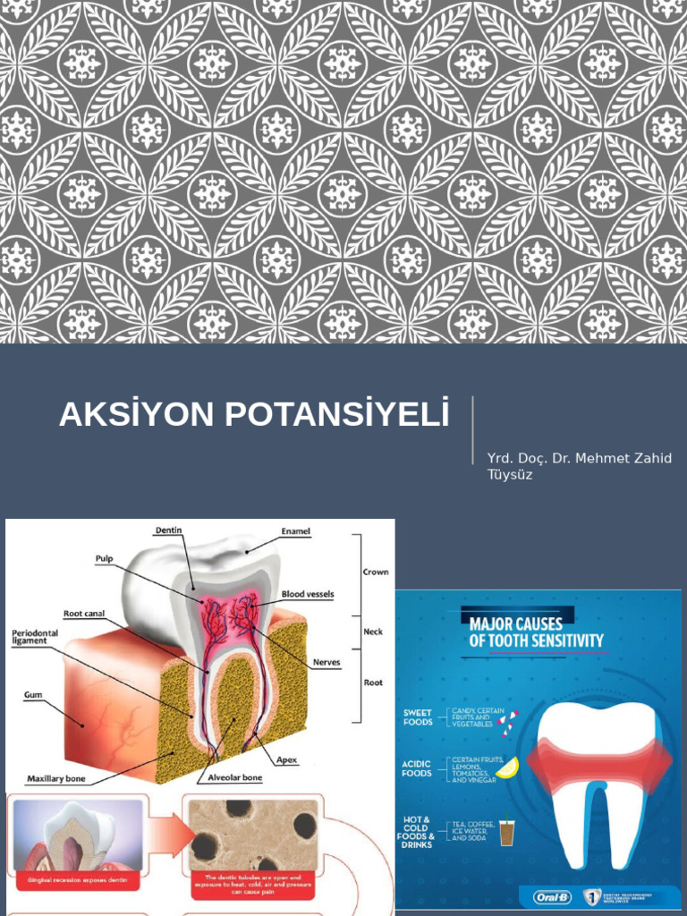ders 15 D5 Aksiyon Potansiyeli | PDF
