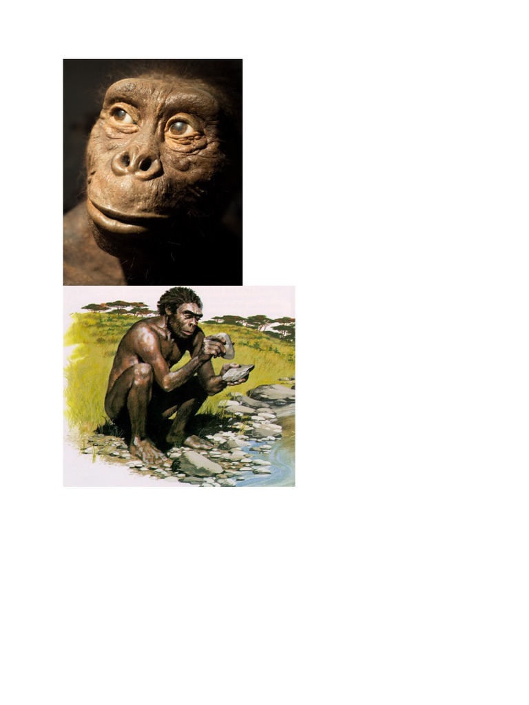 Australopithecus Africanus | PDF