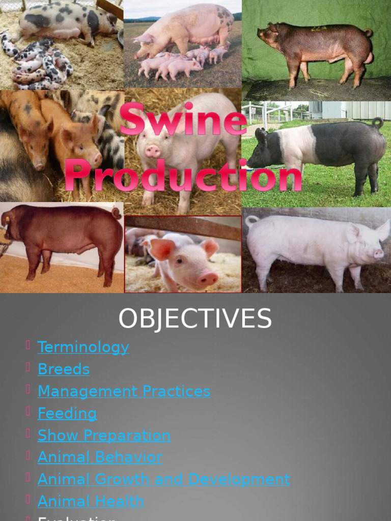 Swine Production | PDF | Pig