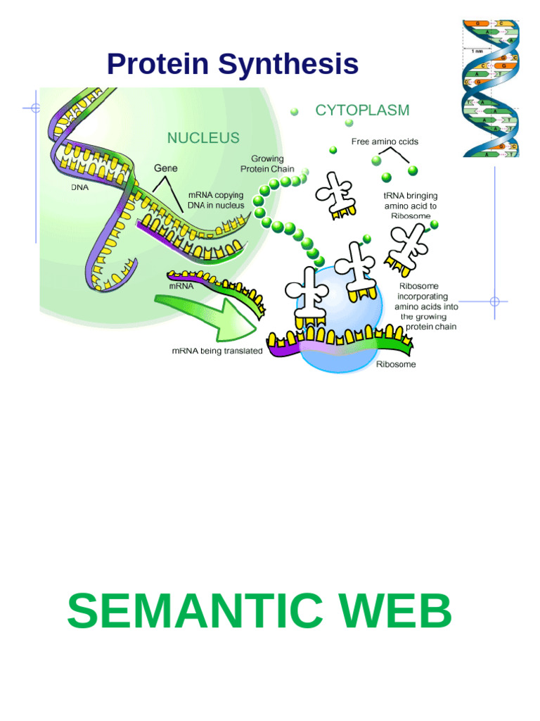 Protein Synthesis Pdf