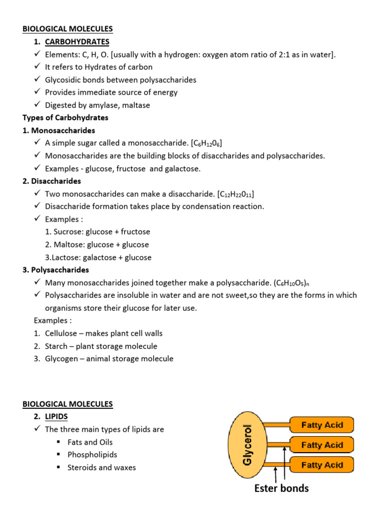 Biological Molecules Short Notes | PDF