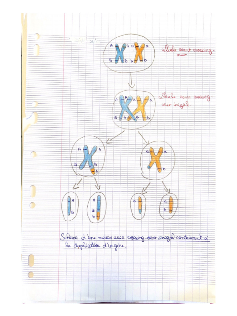 Schémas Exercice 1 SVT | PDF