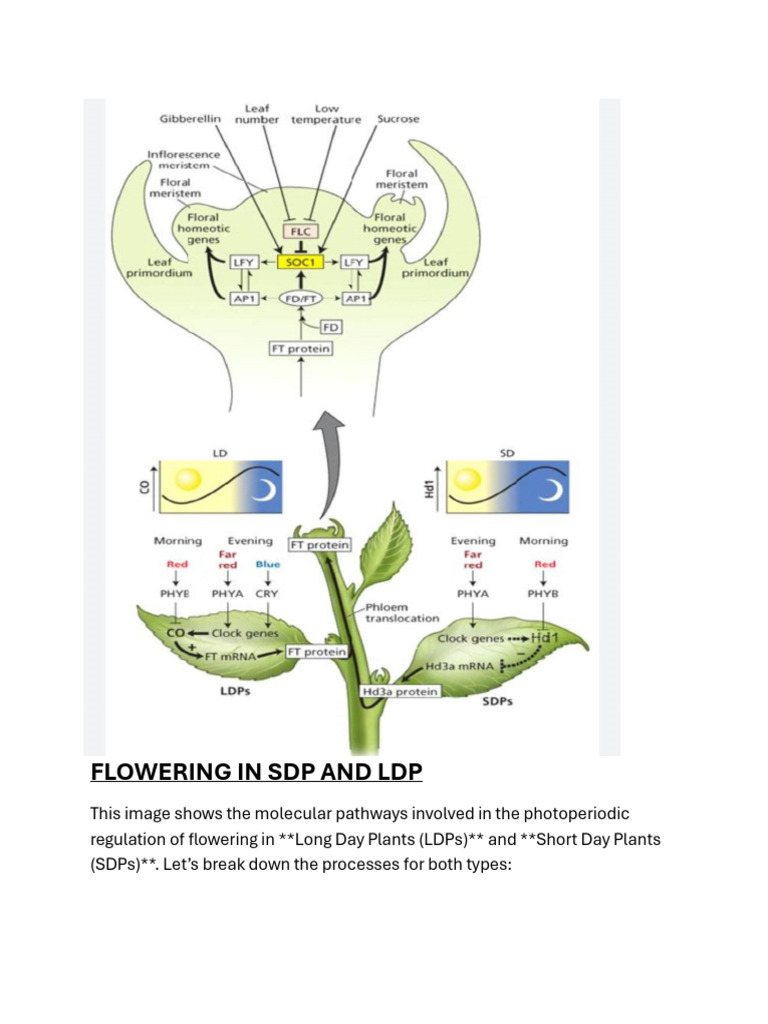 Flowering in LDP and SDP | PDF