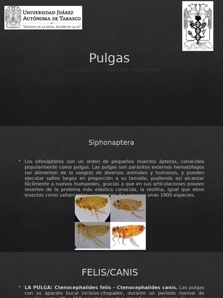 Pulgas | PDF | Hogar, jardinería y bricolaje