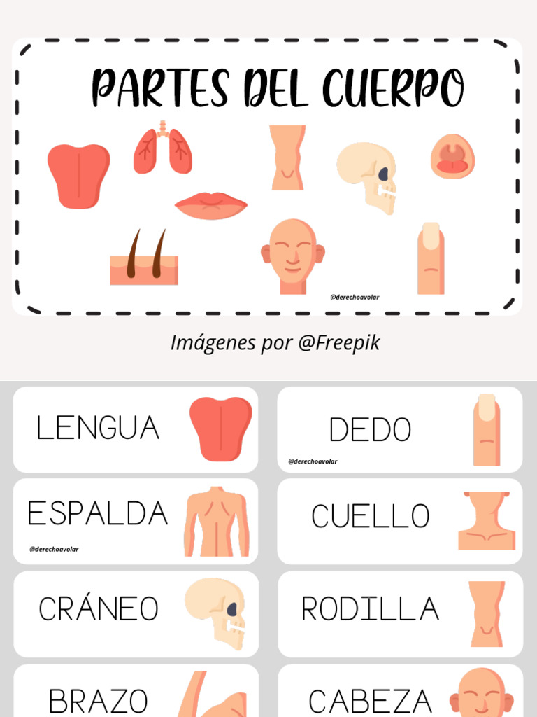 Partes Del Cuerpo | PDF | Sistema digestivo humano | Salud y bienestar
