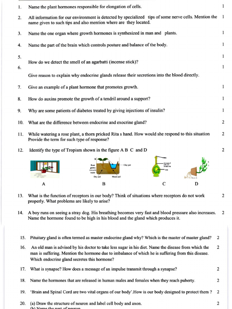 Plant and Human Hormones Q&A | PDF | Hormone | Endocrine System