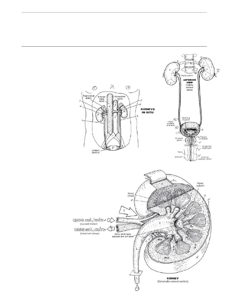 p03. Sistema Urinário | PDF