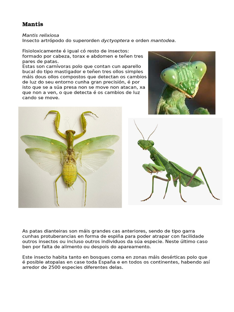 mantis traballo | PDF