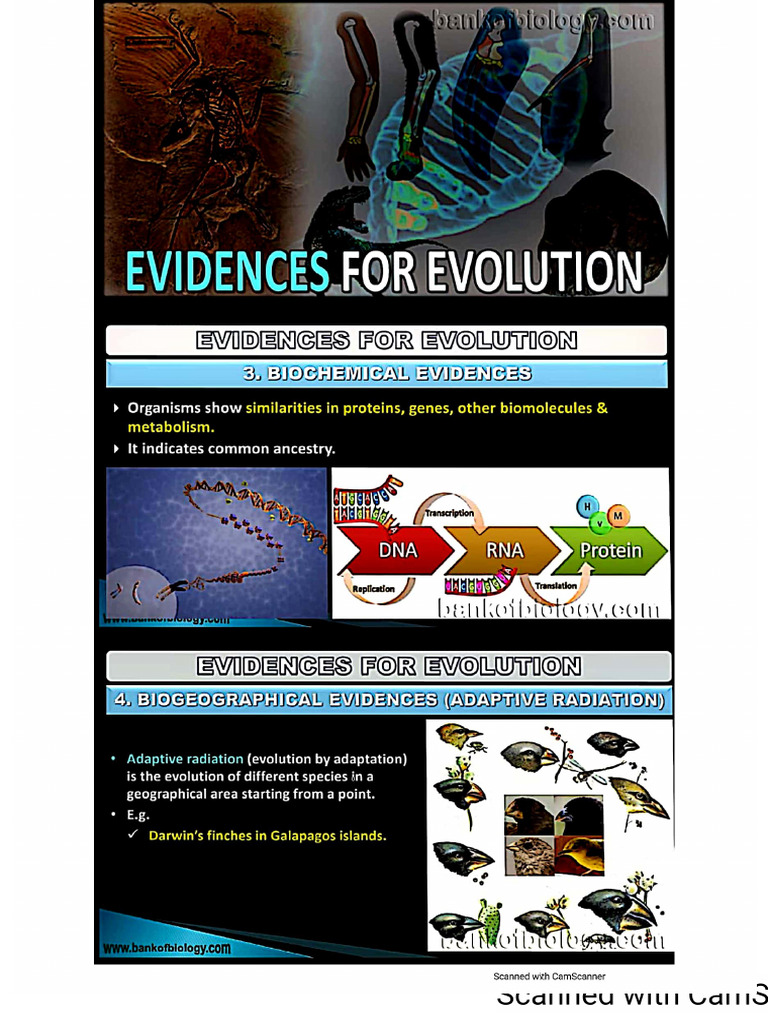 weekend - evolution | PDF