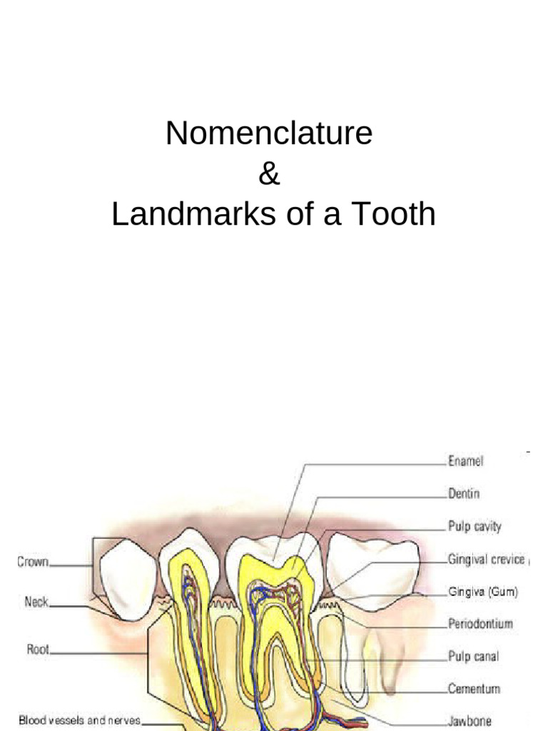 Landmarks of a Tooth | PDF