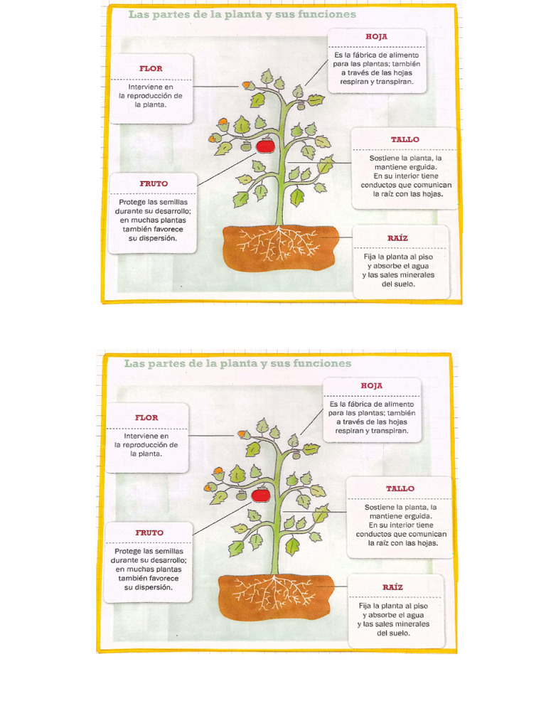 Partes de Las Plantas Imagen | PDF