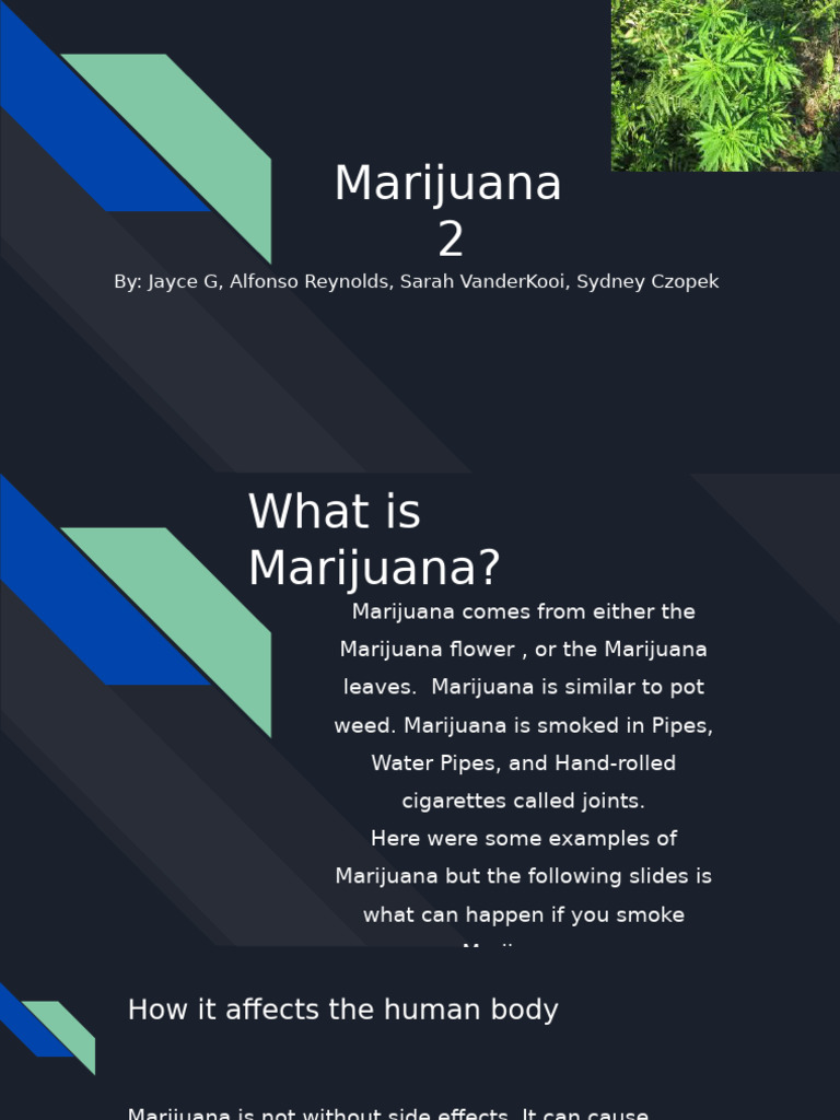 Marijuana | PDF