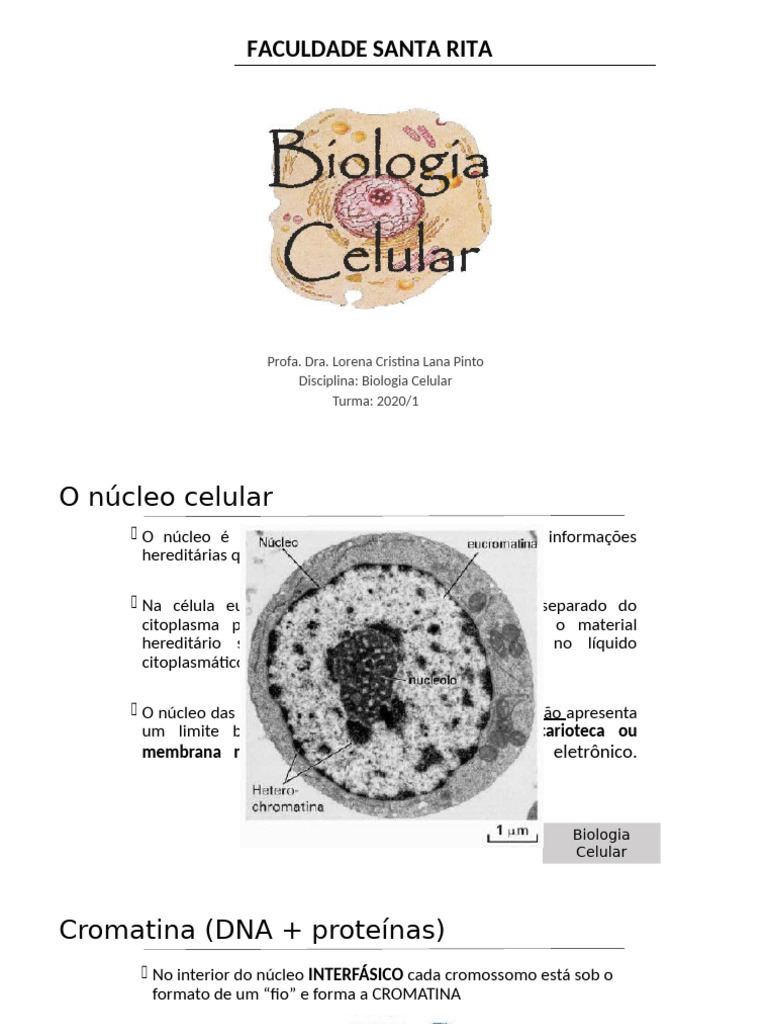 6 Ciclo Celular Mitose E Meiose Pdf
