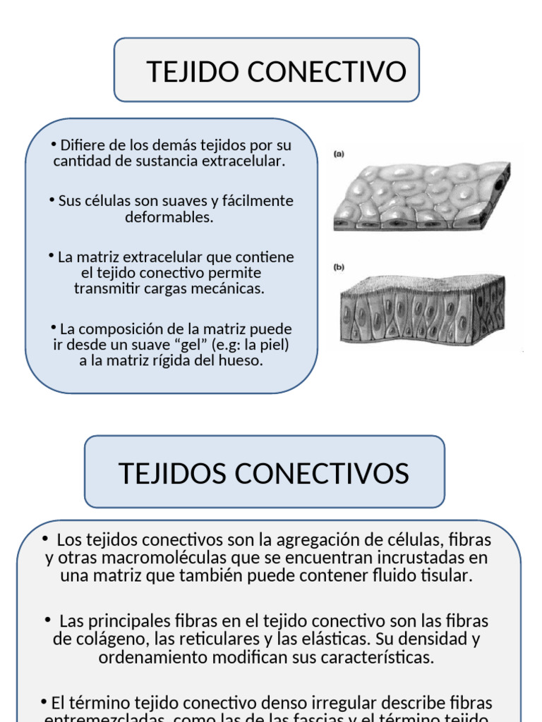 TEJIDO CONECTIVO Estructura y Función | PDF