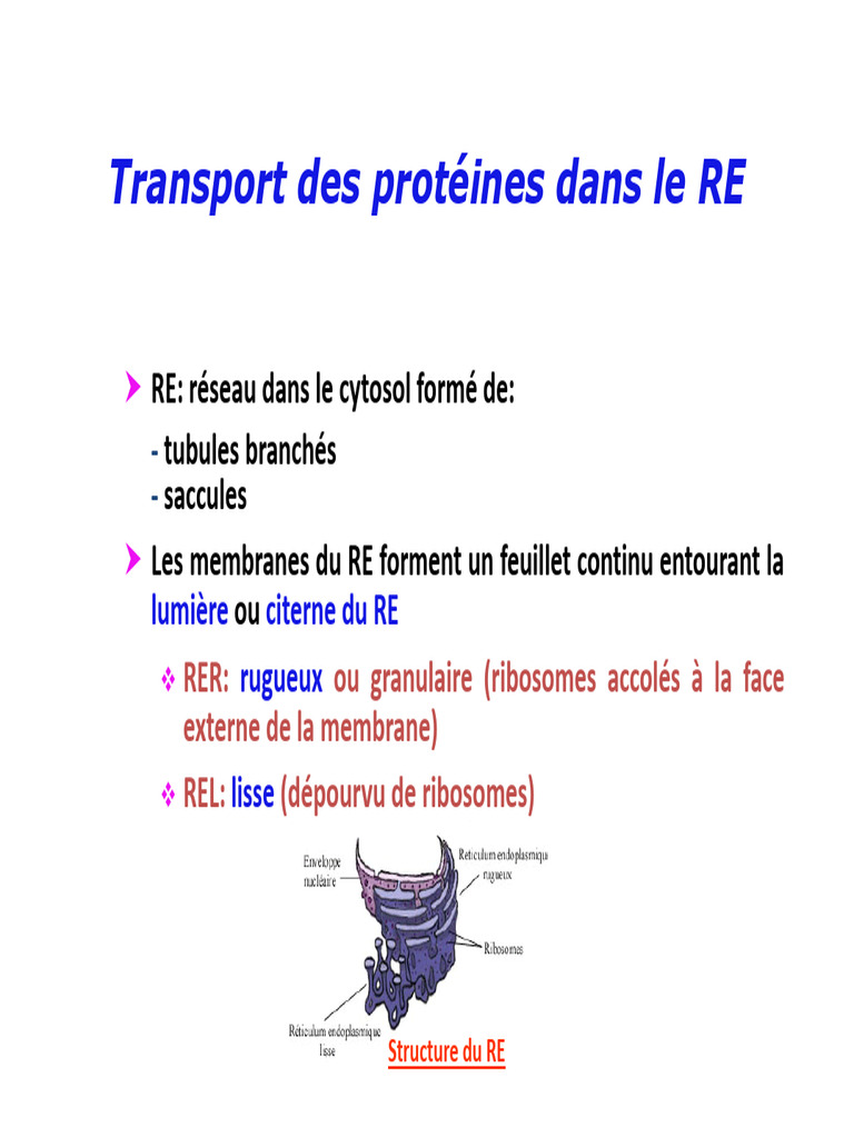 Transport Des Protéines Dans Le RE | PDF