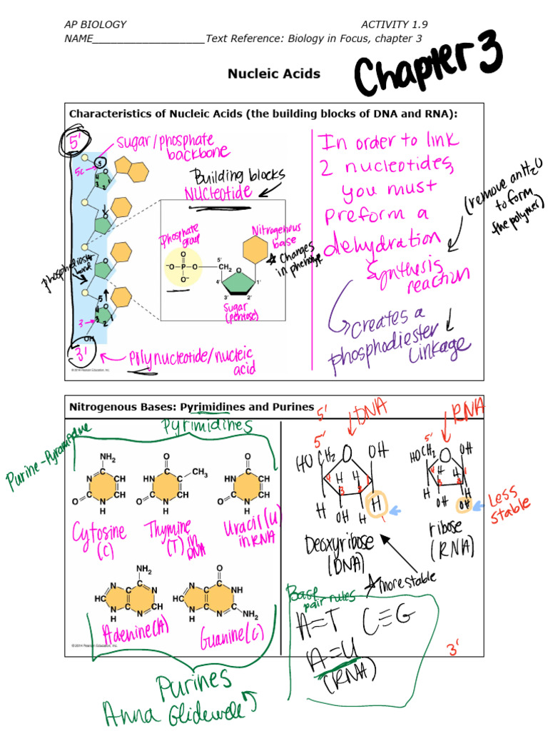 AP Biology Activity 1.9, Proteins and Nucleic Acids 2 | PDF