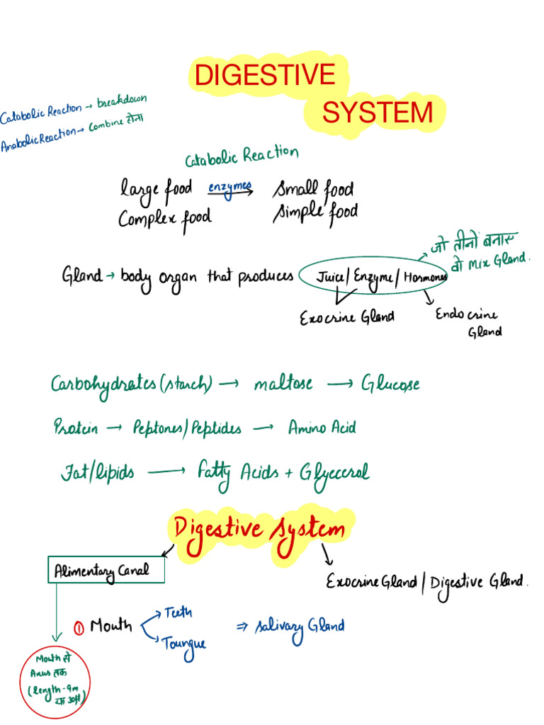 (Biology) Digestive System Part - 1 | PDF