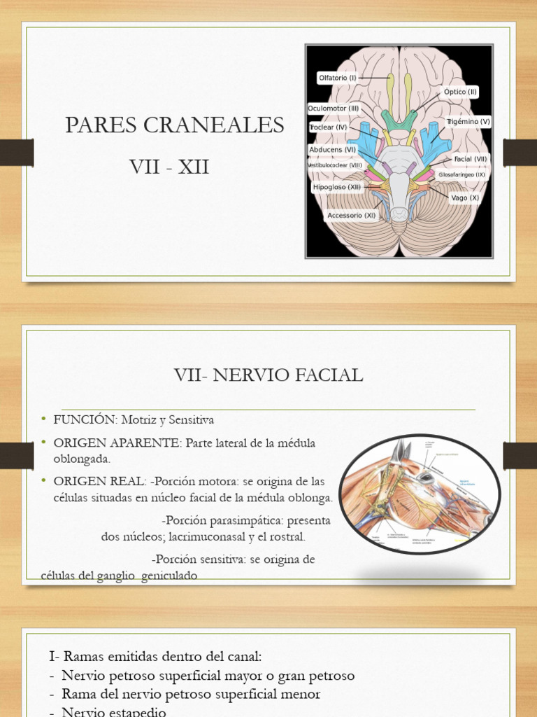 Pares Craneales Vii - Xii | PDF