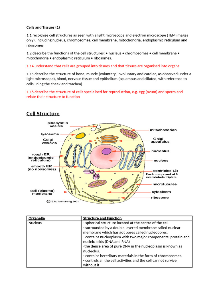 Cells and Tissues | PDF