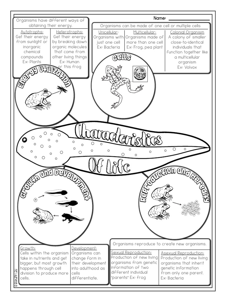 Characteristics of Life INB | PDF | Organisms | Cell (Biology)