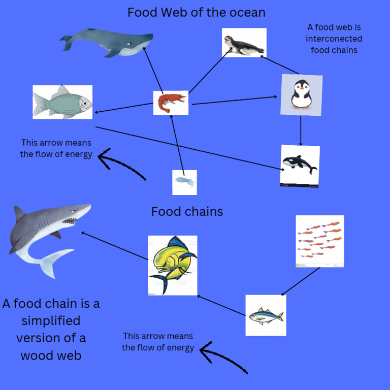 Food Chains and Food Web | PDF