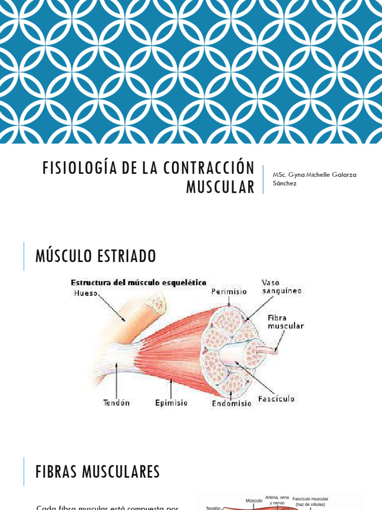 Contraccion Muscular Pdf | Fisiología de la contracción muscular – NRWMRI