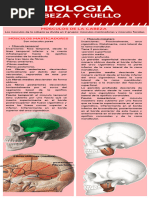 Músculos de Cabeza y Cuello | PDF | Anatomía humana | Sistema esquelético