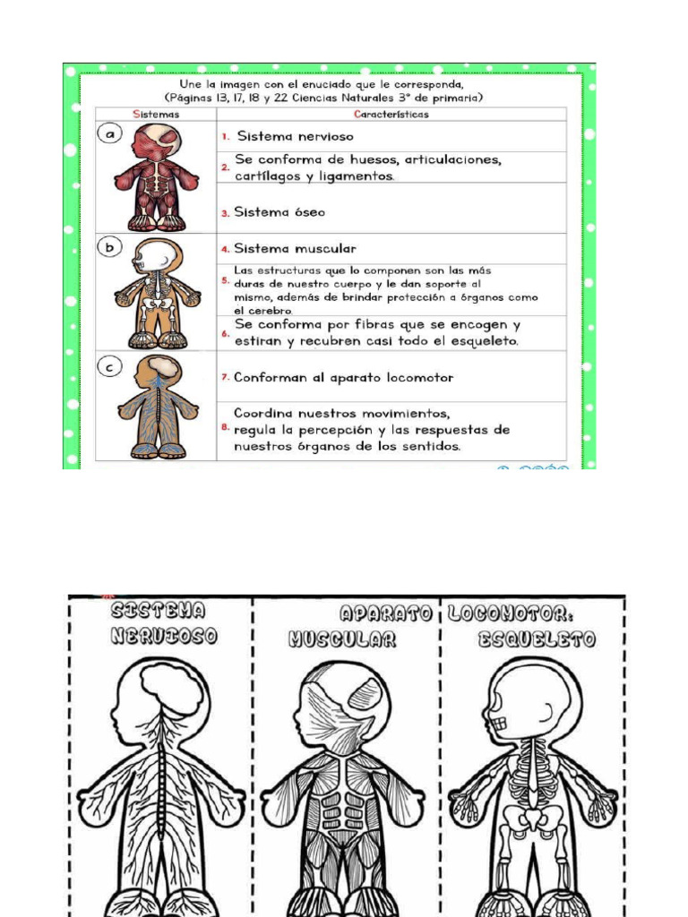 Sistemas Y Aparato Del Cuerpo Humano Para Niños Pdf