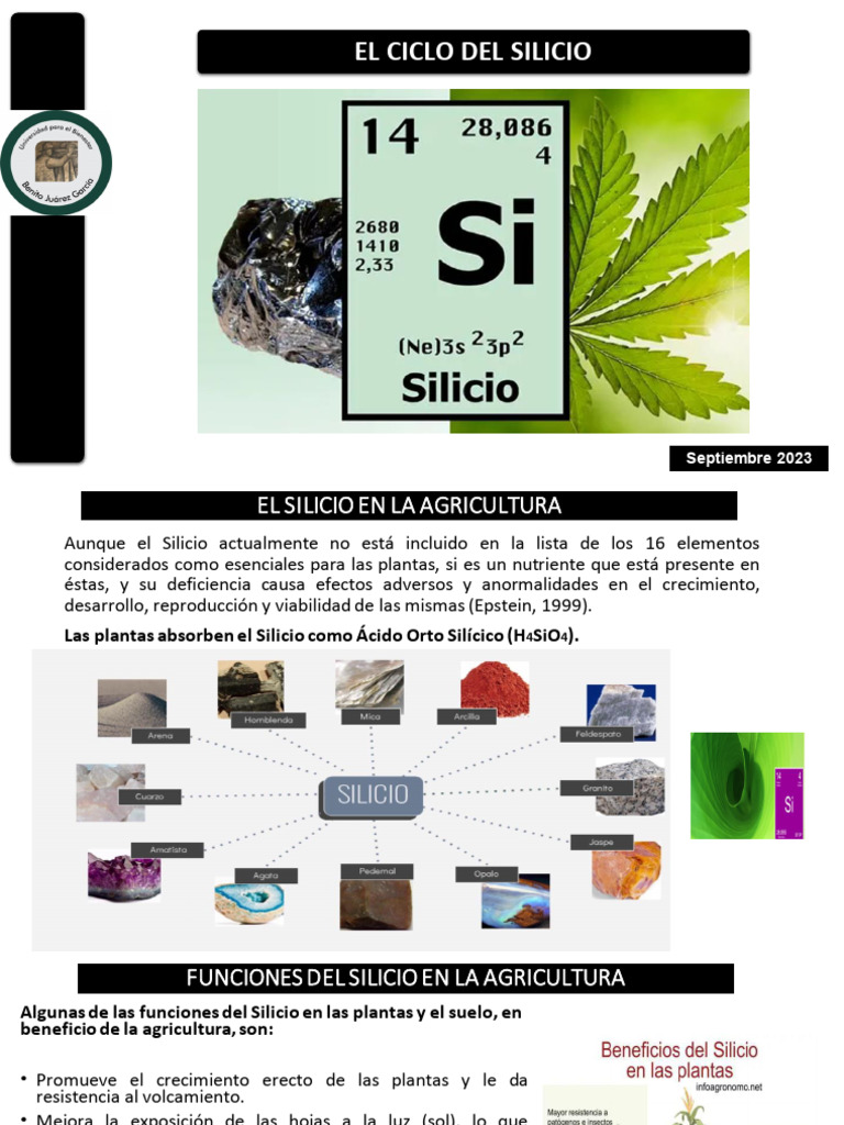 Funciones y Beneficios del Silicio en Plantas | PDF | Silicio | Plantas