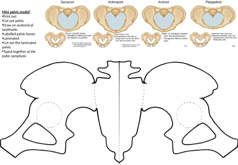 Female Pelvis1 | PDF