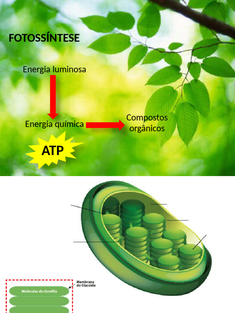 Aula - Fotossintese e Quimiossíntese | PDF