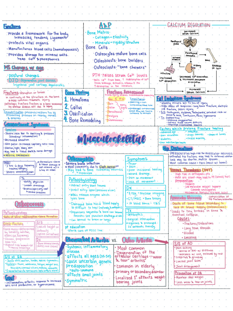 Musculoskeletal Notes | PDF